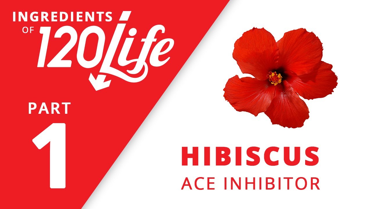 Hibiscus - Ingredients of 120/Life - YouTube