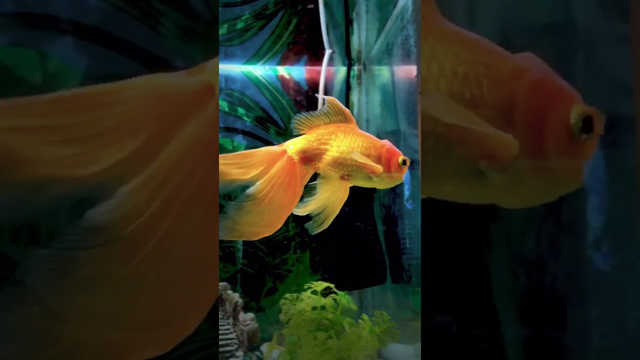 Eatna Beautiful fish 🤩/ Patna aquarium 😍 - YouTube
