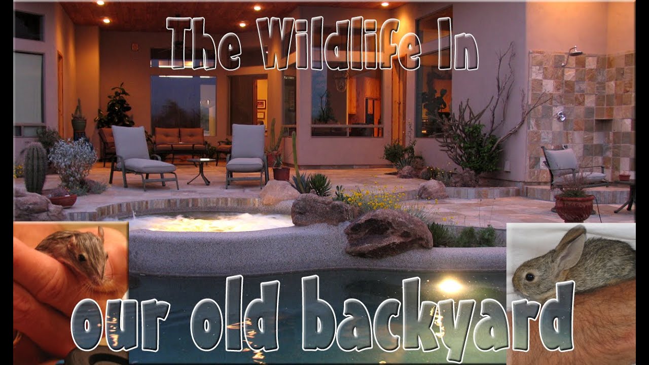 Our Backyard Rio Verde North Scottsdale Arizona - YouTube