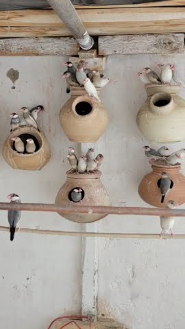 Java Finch Colony | Breeding Pairs | Rare Mutation Colony | Beautiful ...