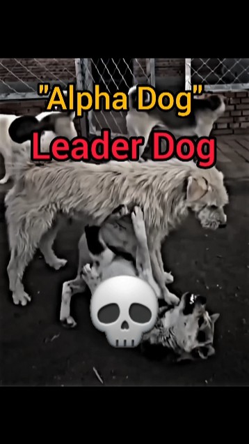 Did you know that in the world of dogs, there’s an alpha who leads the ...
