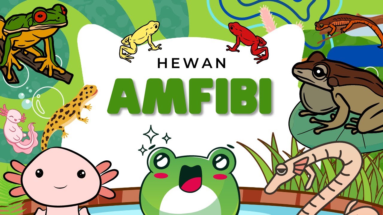 Macam - Macam Hewan Amfibi | Belajar Mengenal Hewan Amfibi - YouTube