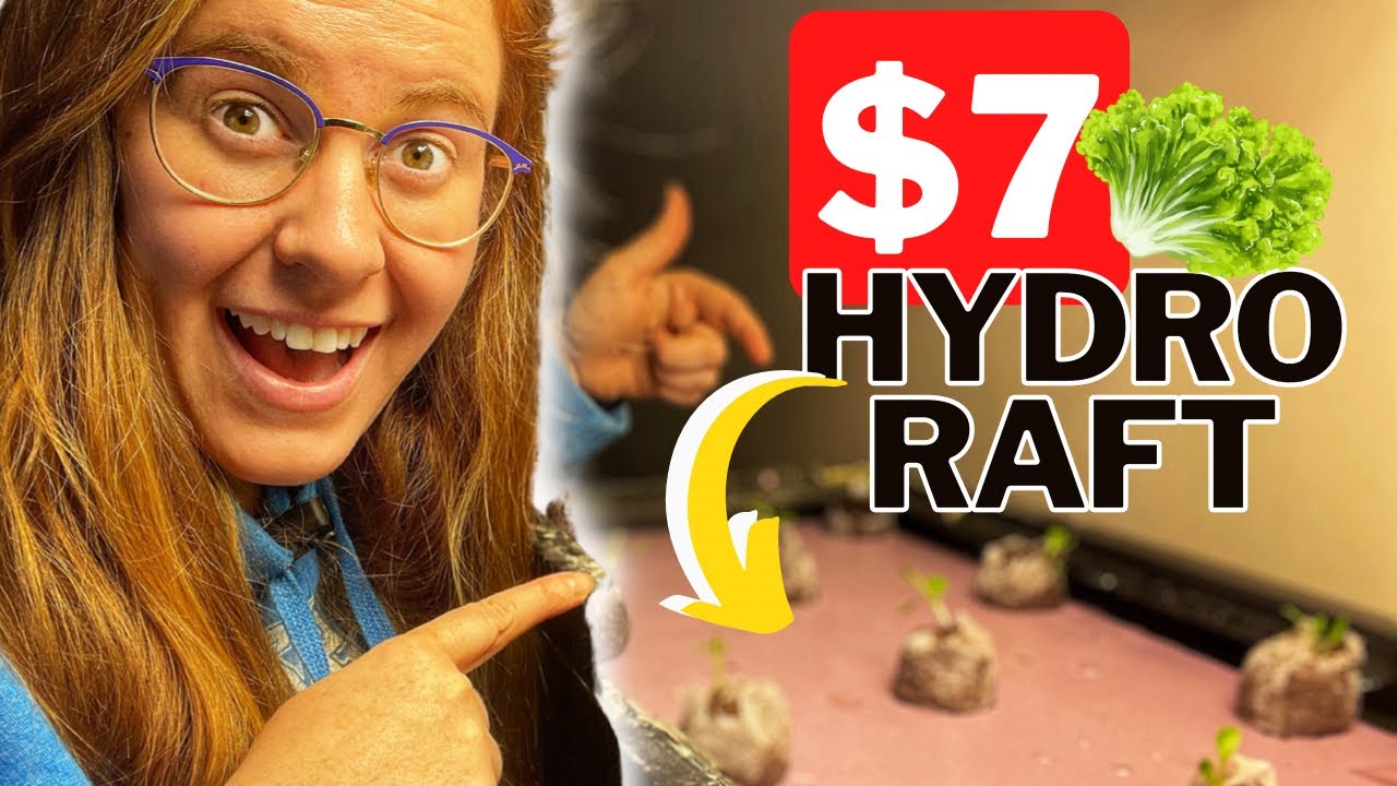 Growing Lettuce On Top Of My Fish Tank. How To Set Up A Hydroponic Raft ...
