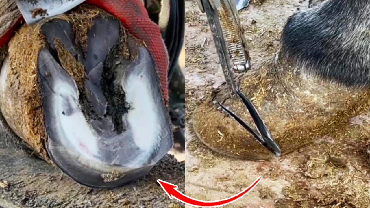 The Donkey Is So Good At Hoof Trimming. Cut Off Its Rotten Hoof For It丨 ...