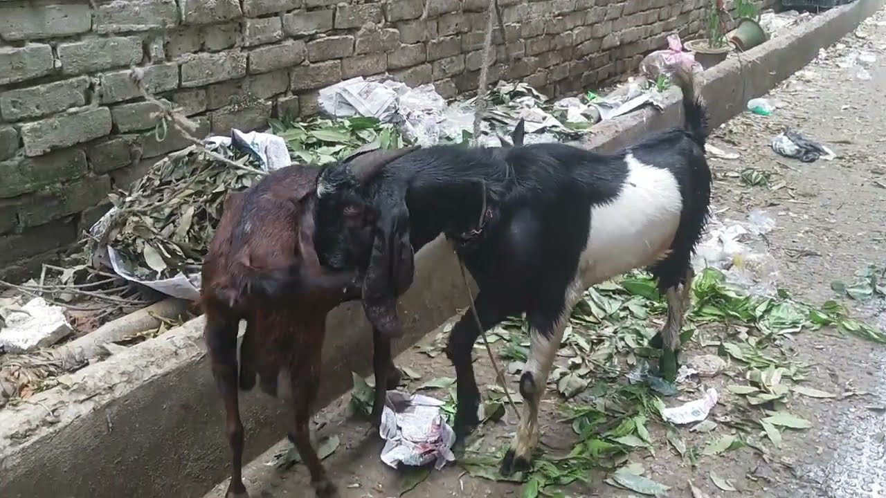 পাঠা ছাগল কি স্পিডে প্রজনন করে দেখুন | Patha Chagol | পাঠা ছাগল Goat ...