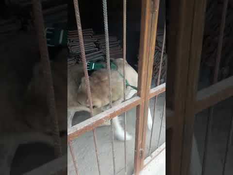 hırsını kendinden alan kangal :D