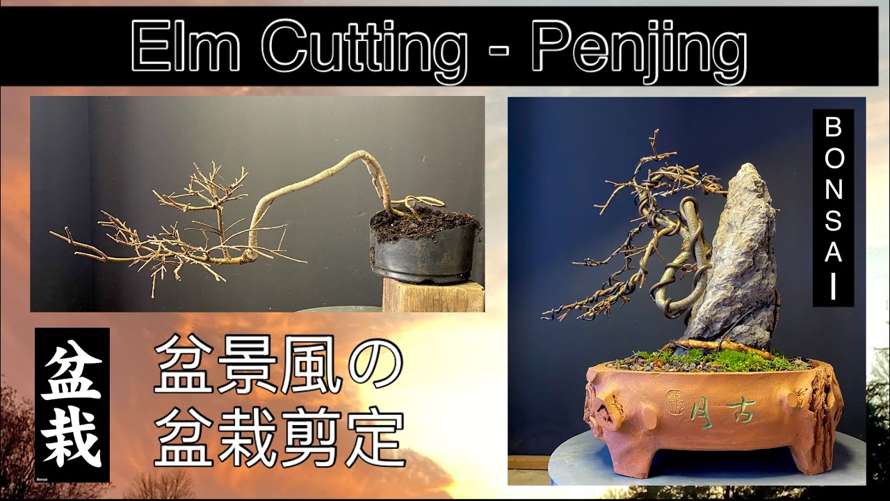Creating a Penjing Style Bonsai from a Cutting. - YouTube