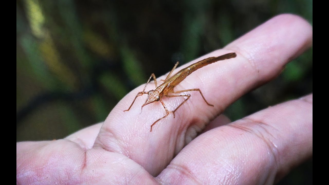 Capture and observe various creatures from tropical creek. Fish ...