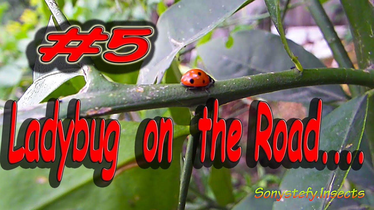 Ladybug on the Road #5 ..The road of Fortune :-) (: Minuscule ...