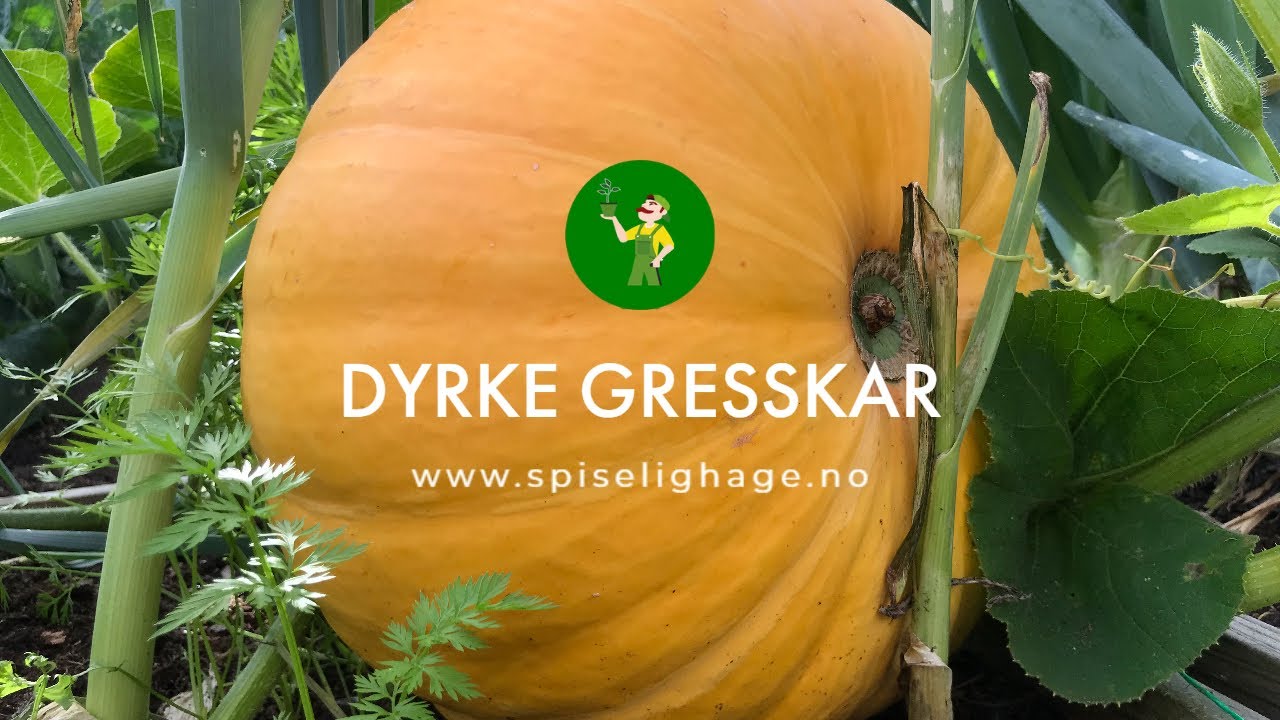 Slik dyrker du gresskar - SPISELIGHAGE.NO - YouTube