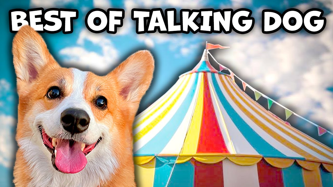 Best Talking Dog Videos (April 2024) - YouTube