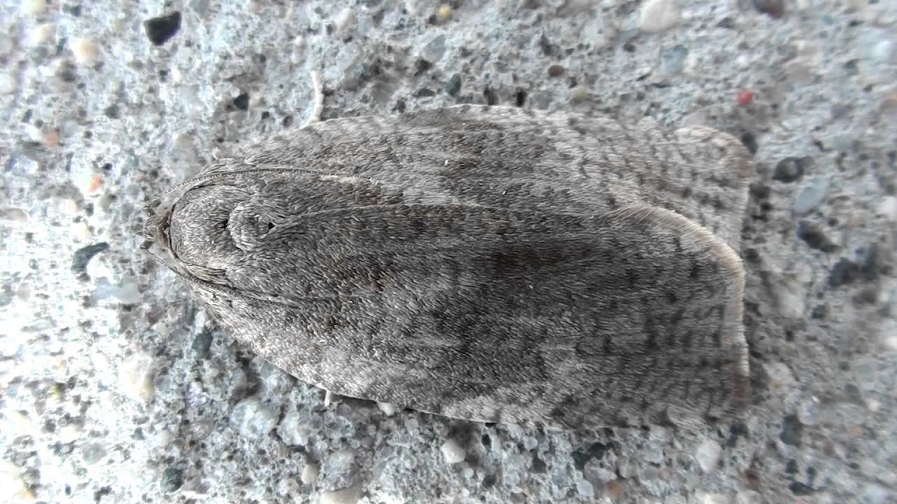 Large Aspen Tortrix (Tortricidae: Choristoneura conflictana) on Wall ...