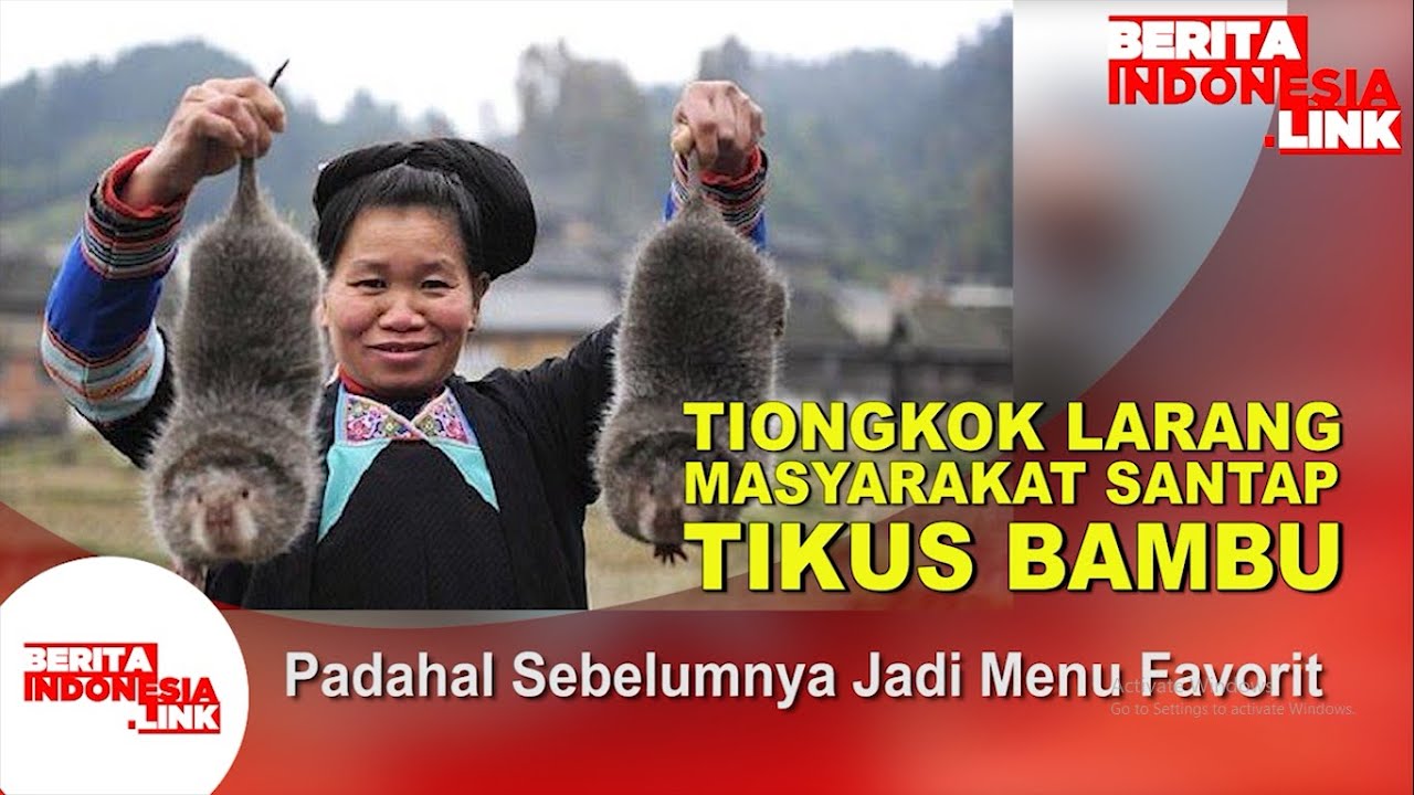 Tikus Bambu Dan Larangan Negara - YouTube