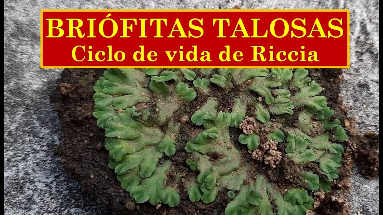 💥Briófitas talosas, o ciclo de vida de Riccia sp. - YouTube