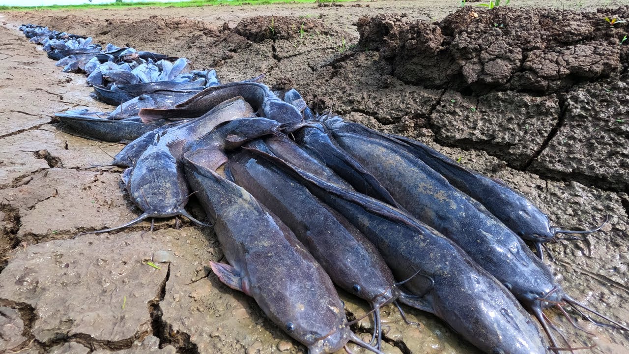 wow amazing fishing! catch a lot of fish on waterway in field catch by ...