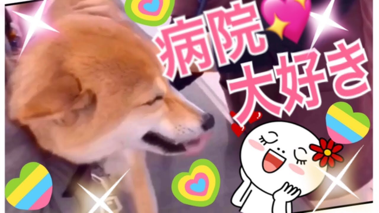 【柴犬 もみさん 】動物病院 大好きな 犬 /健診 Shiba Inu Momisan loves animals hospitals ...