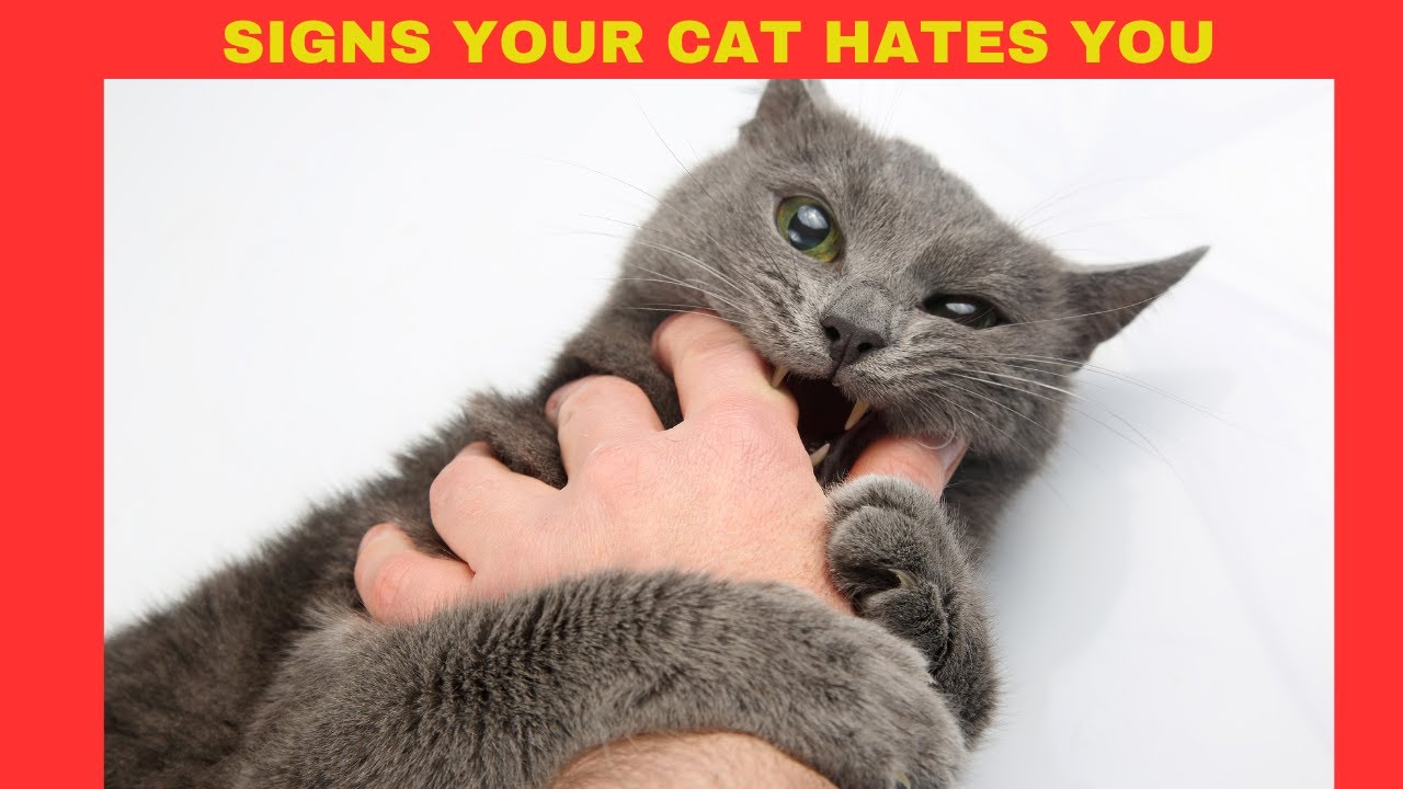 10 Signs Your Cat HATES You - YouTube