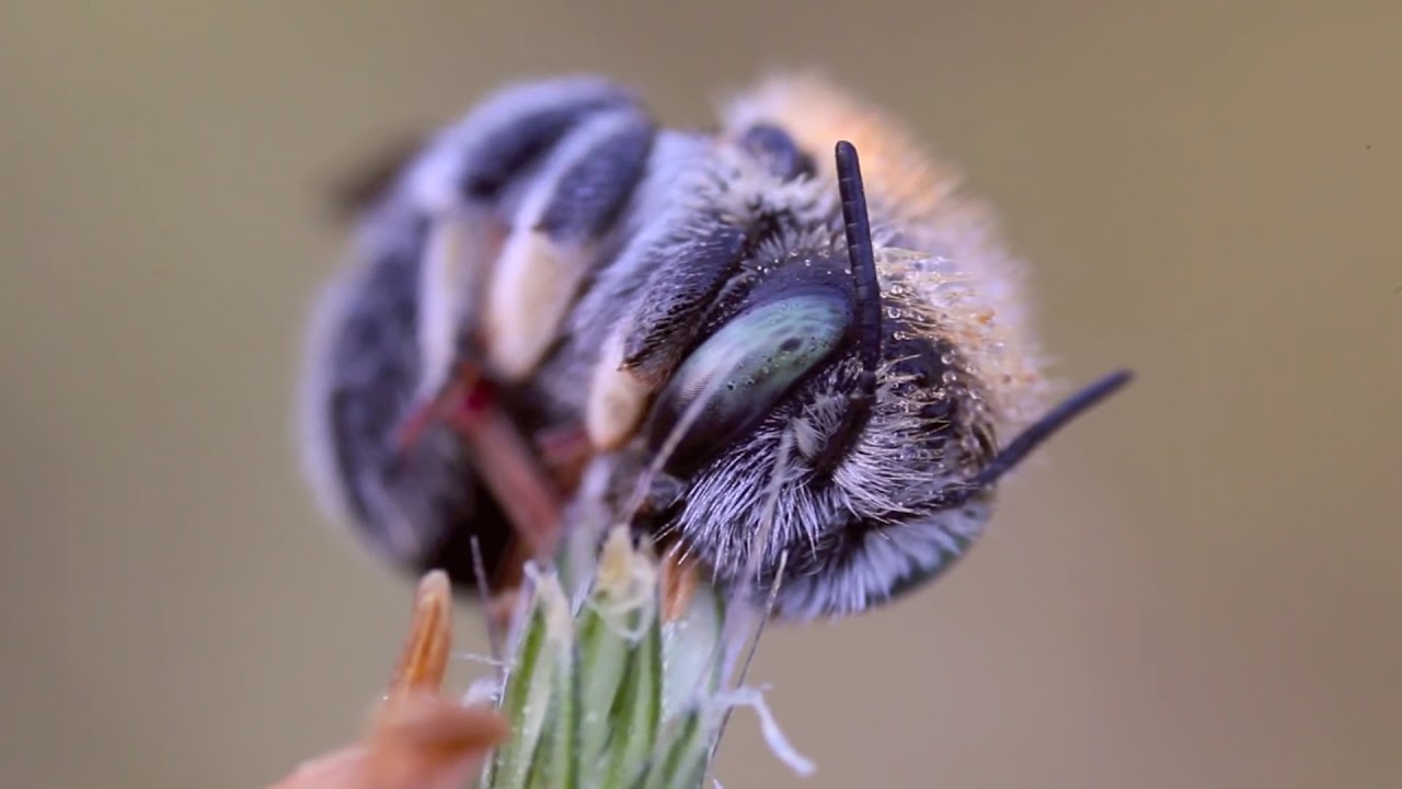 Sleeping bee - YouTube
