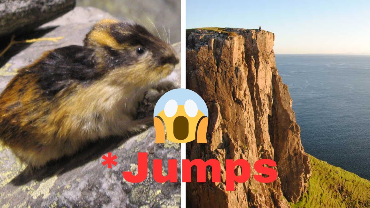 Animal Myths Debunked: Discovering the Truth About Fascinating ...