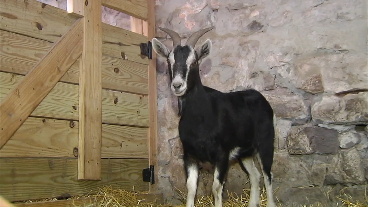 Owner sought after runaway goat captured in Brecknock Twp. - YouTube