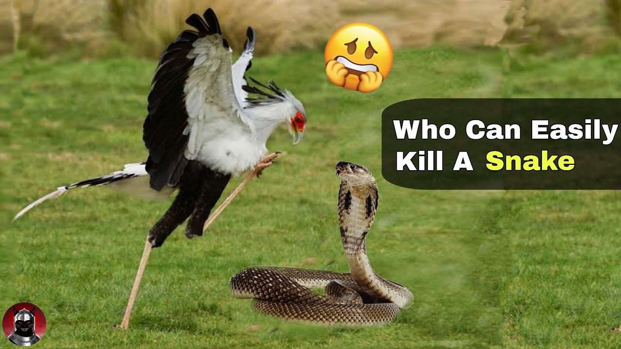 6 Specialized Animals To Kill Snakes - YouTube