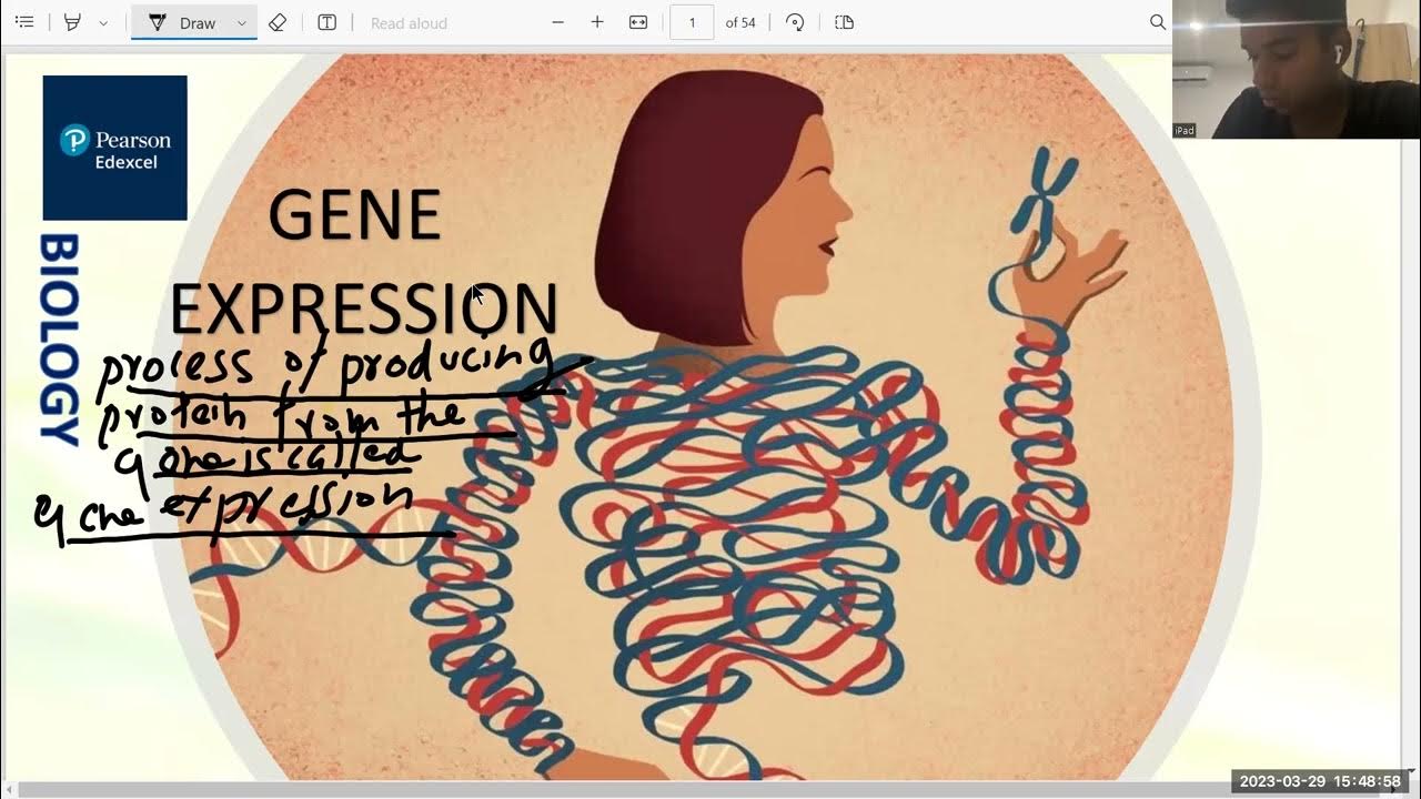 EDEXCEL BIOLOGY UNIT 2 DIFFERENTIAL GENE EXPRESSION AND CELL ...