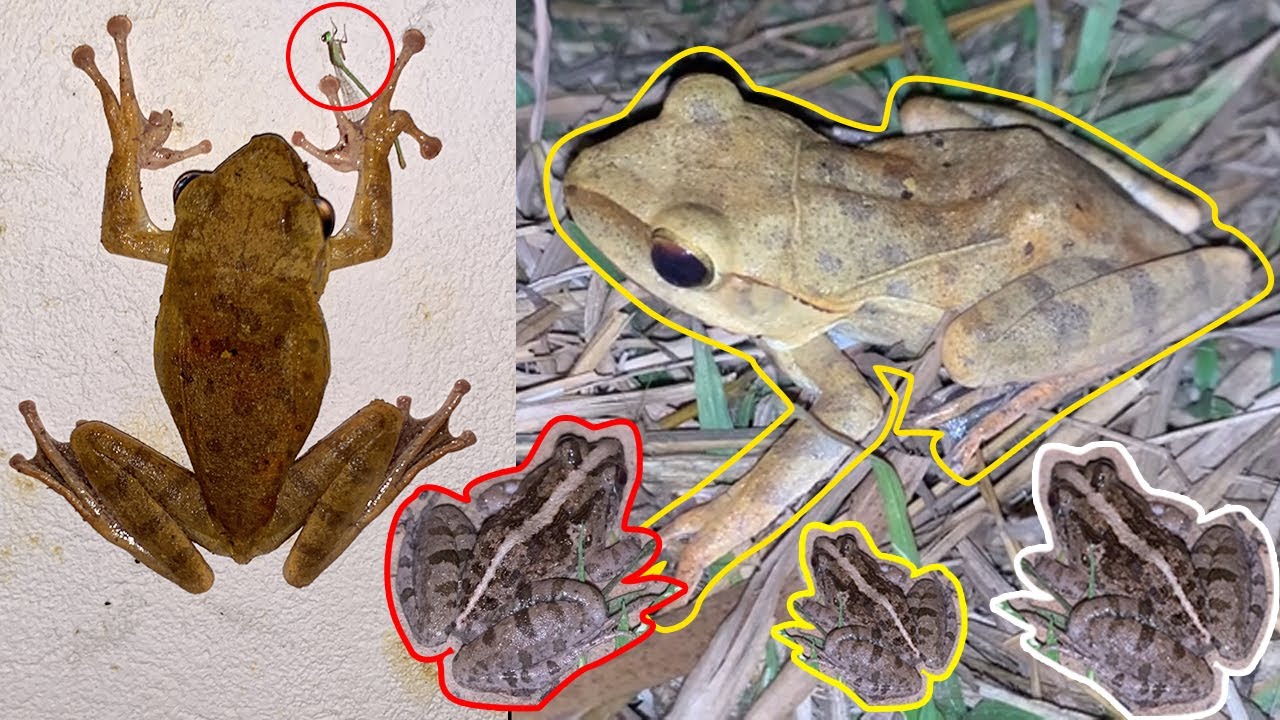 Catching funny frogs | Tree frogs, toad frog, rain frog, fat frog #shorts Thort Funny Frogs ...