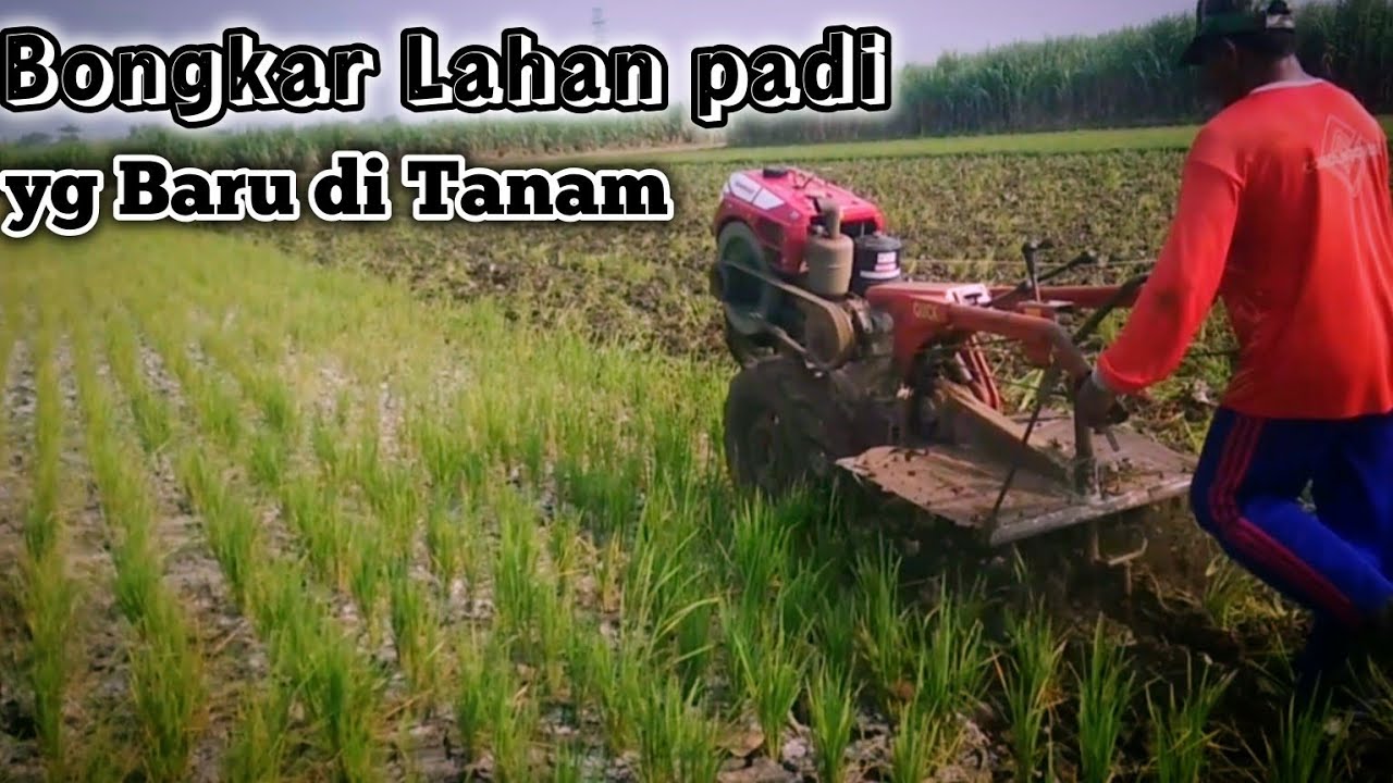Traktor Sawah Merombak Lahan Padi Menjadi Lahan Jagung || Traktor ...