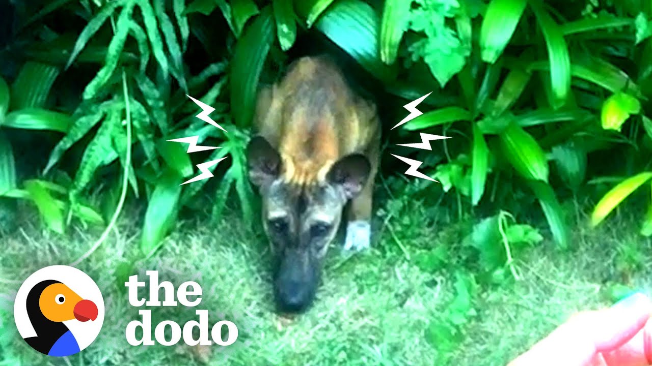 Foster Dog Takes Weeks To Come Out Of Hiding | The Dodo - YouTube