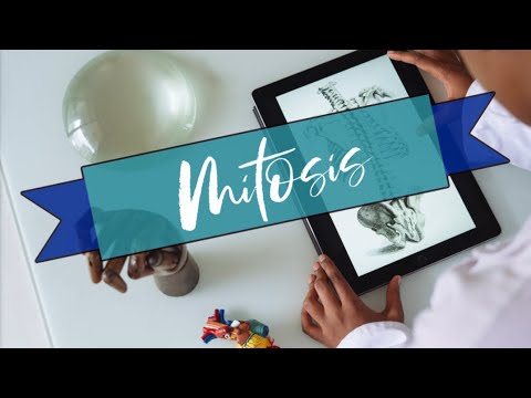 Mitosis - Process, Definition, Phases, Mnemonic - YouTube