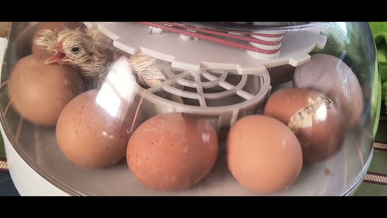 chick hatching eggs! Hatch day! Series 2 - YouTube