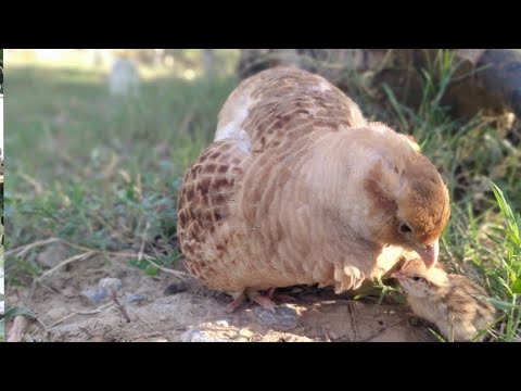 teetar baby | New born francoline baby | irani bacche | grey Francolin ...