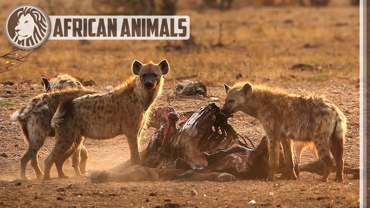 Hyenas eating a buffalo carcass l Kruger National Park - YouTube