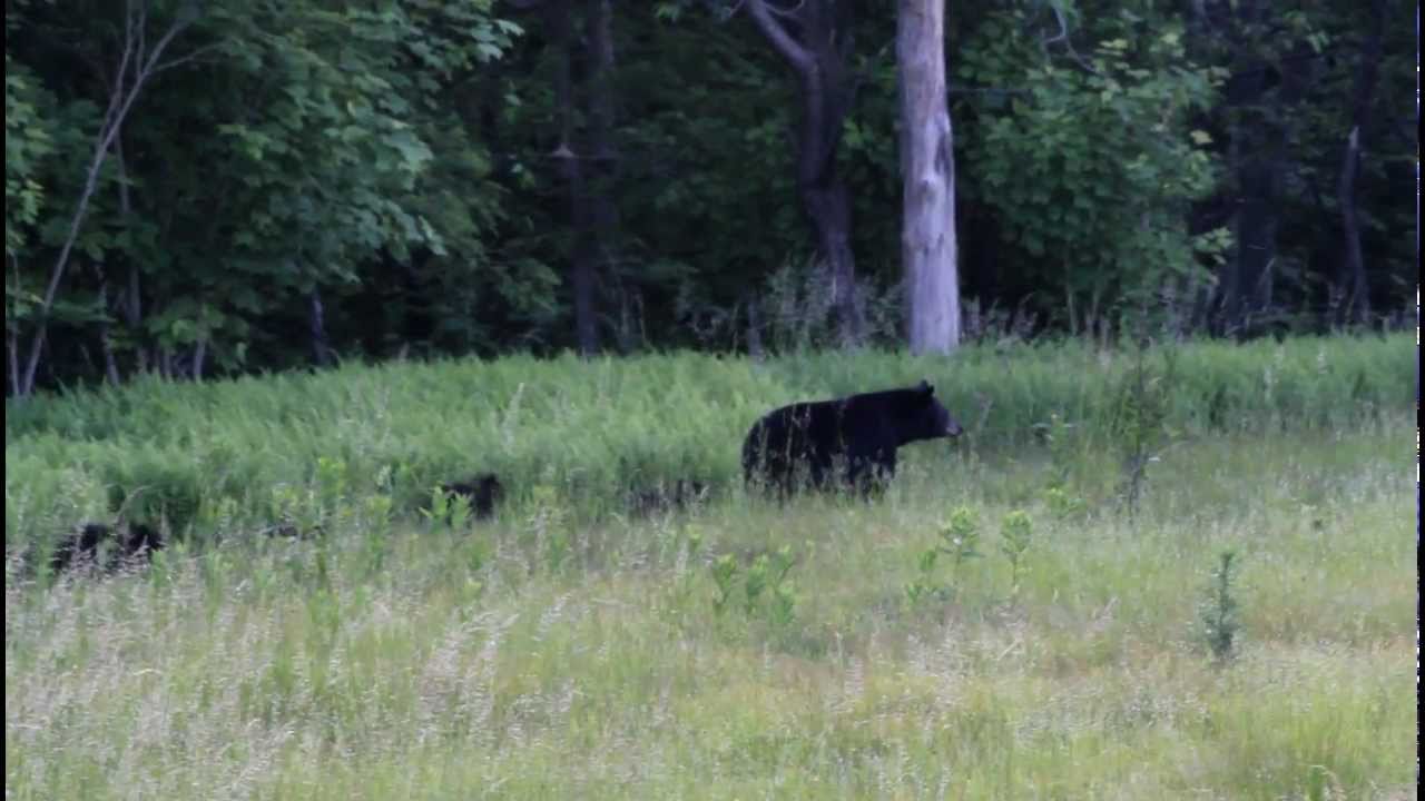 Black Bear Sow with 4 Cubs - YouTube
