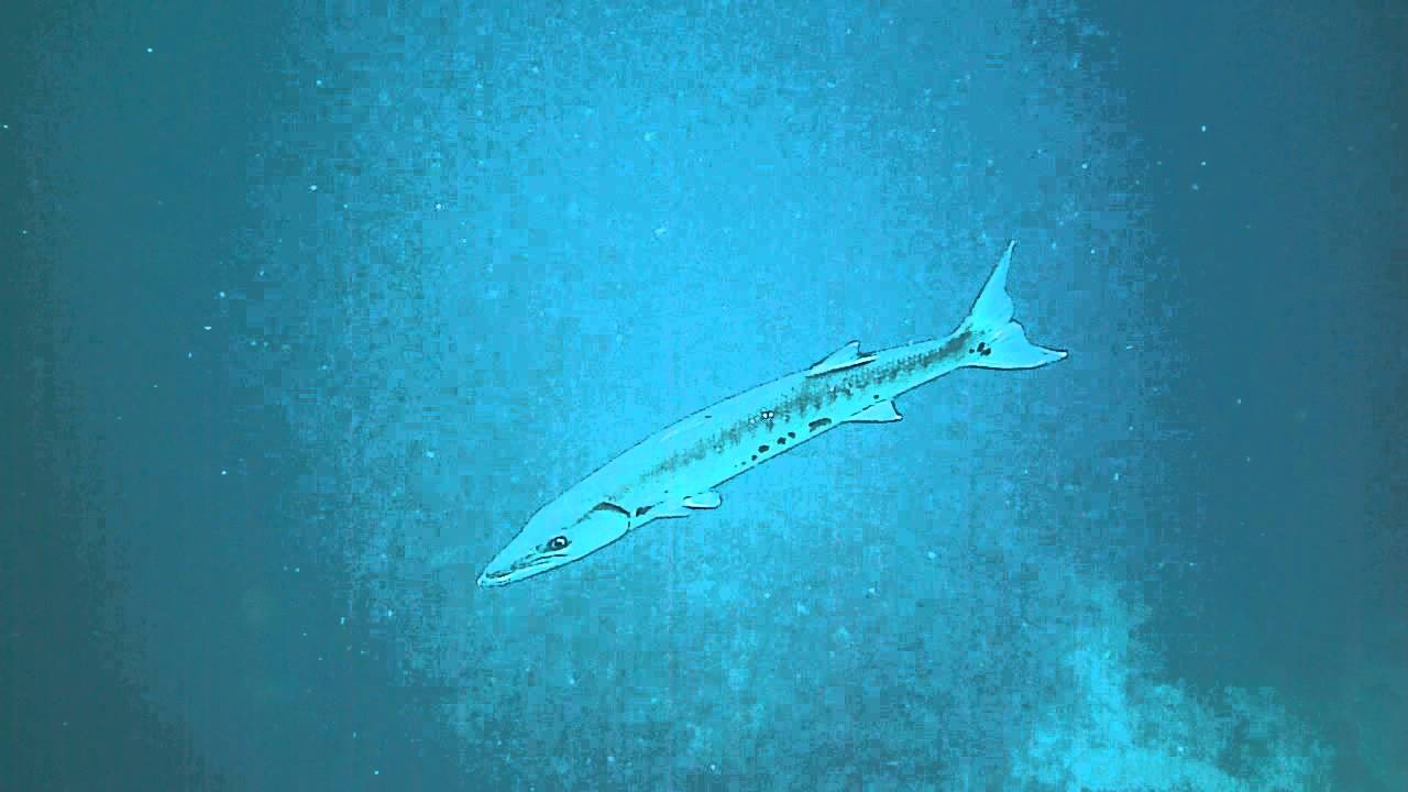 Baracuda in Roatan - YouTube
