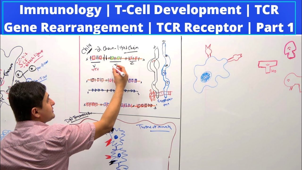 Immunology | T-Cell Development | TCR Gene Rearrangement | TCR Receptor ...