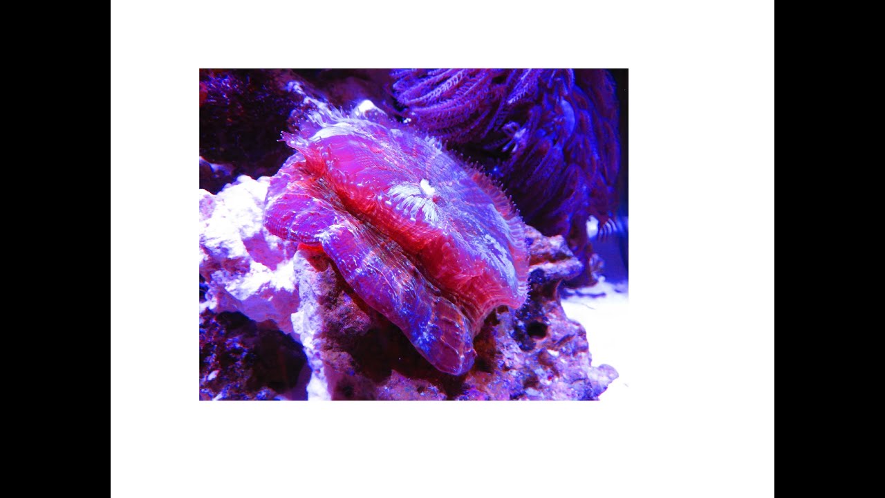 Undulating Elephant Eye Coral - YouTube