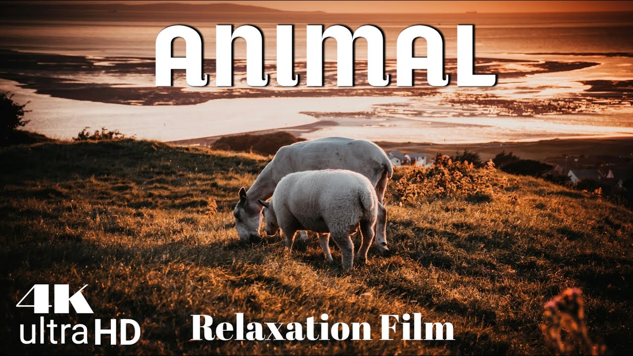 Wildlife Animals Relaxation Film 4K | Animal Relaxation Film | WAN ...