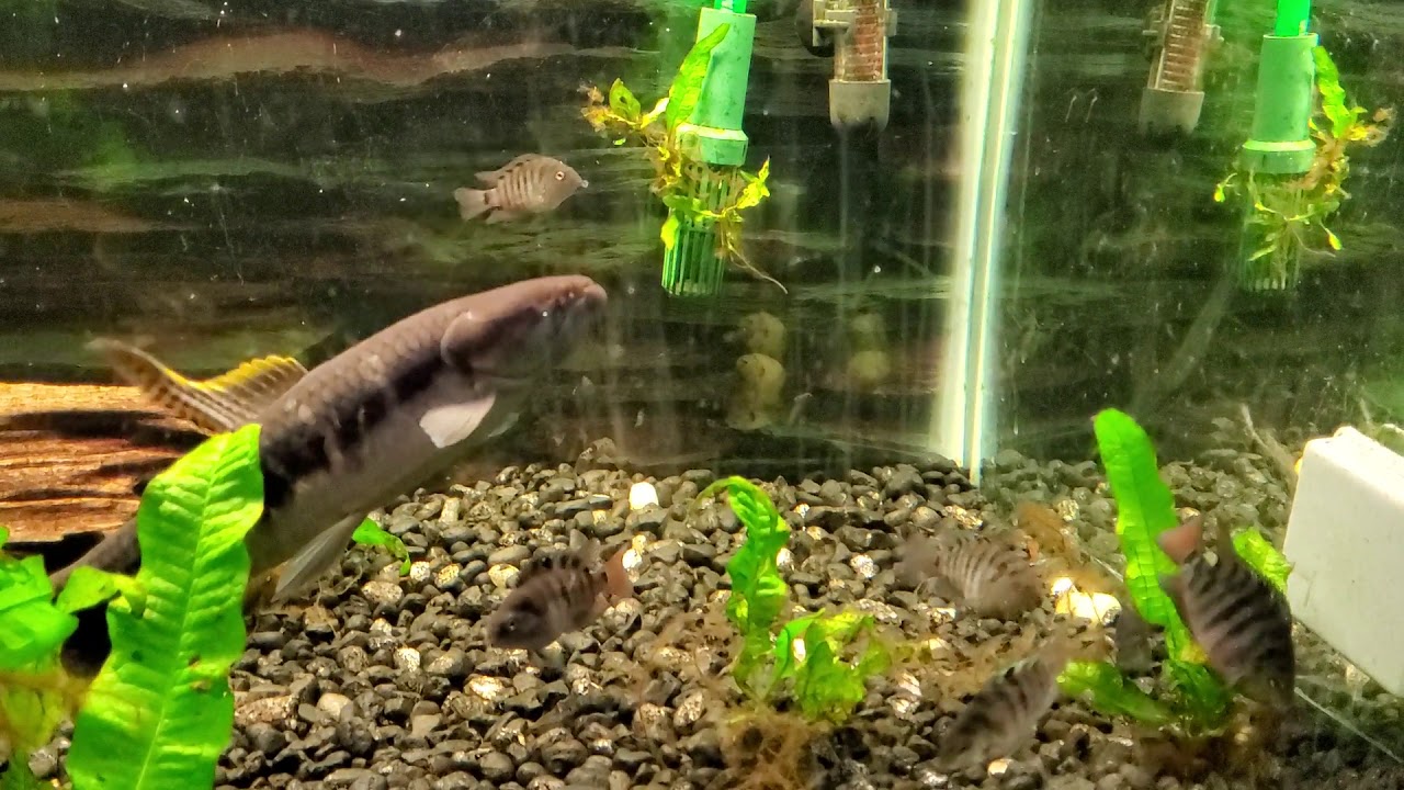 Rainbow Highfin Wolfish - YouTube