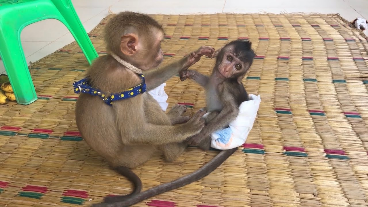 VaVa take care and love baby monkey Dell too much | monkey VaVa - YouTube