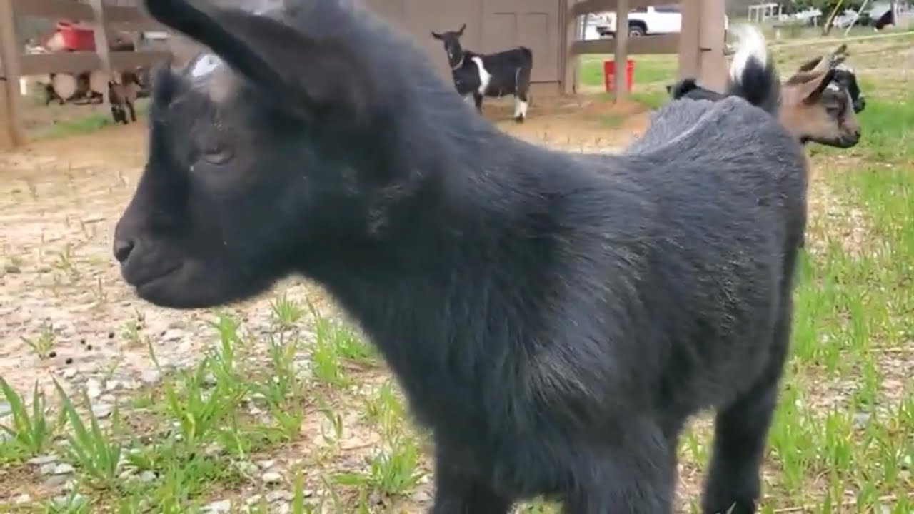 Our Baby Goats are One Week Old - YouTube