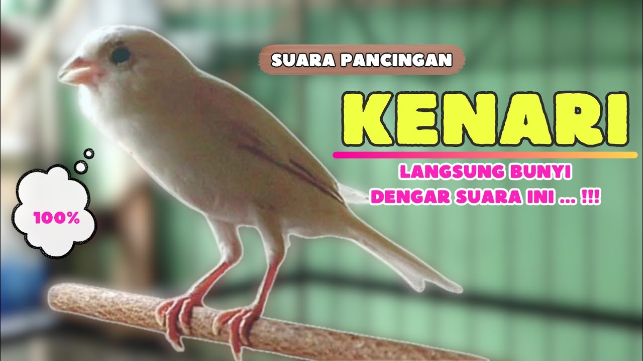 Kenari GACOR Panjang ||PANCINGAN KENARI Belajar BUNYI || PANCINGAN ...