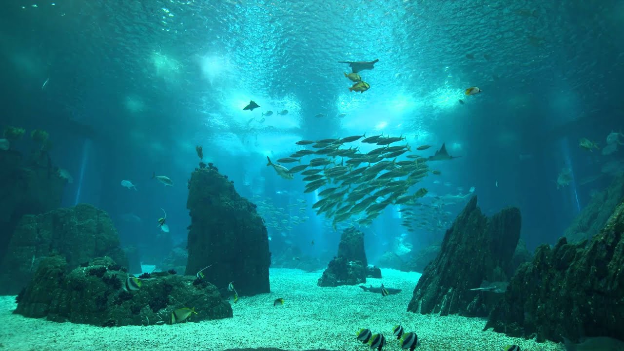 OZEANIUM ZOO BASEL, Version Schweizerdeutsch - YouTube