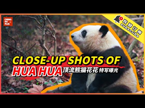 Image Leaked!! Close-up Shots of Panda Star - Hua Hua |Chengdu Plus