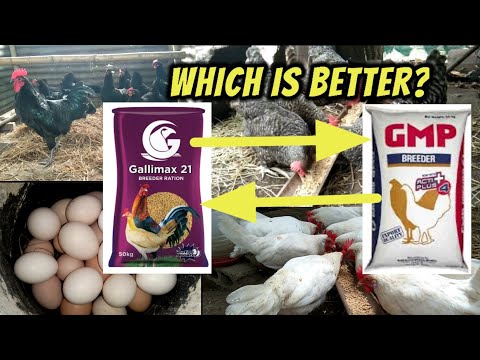 BREEDER PELLETS: Gallimax 21 or GMP 4 | Which breeder feed is best ...