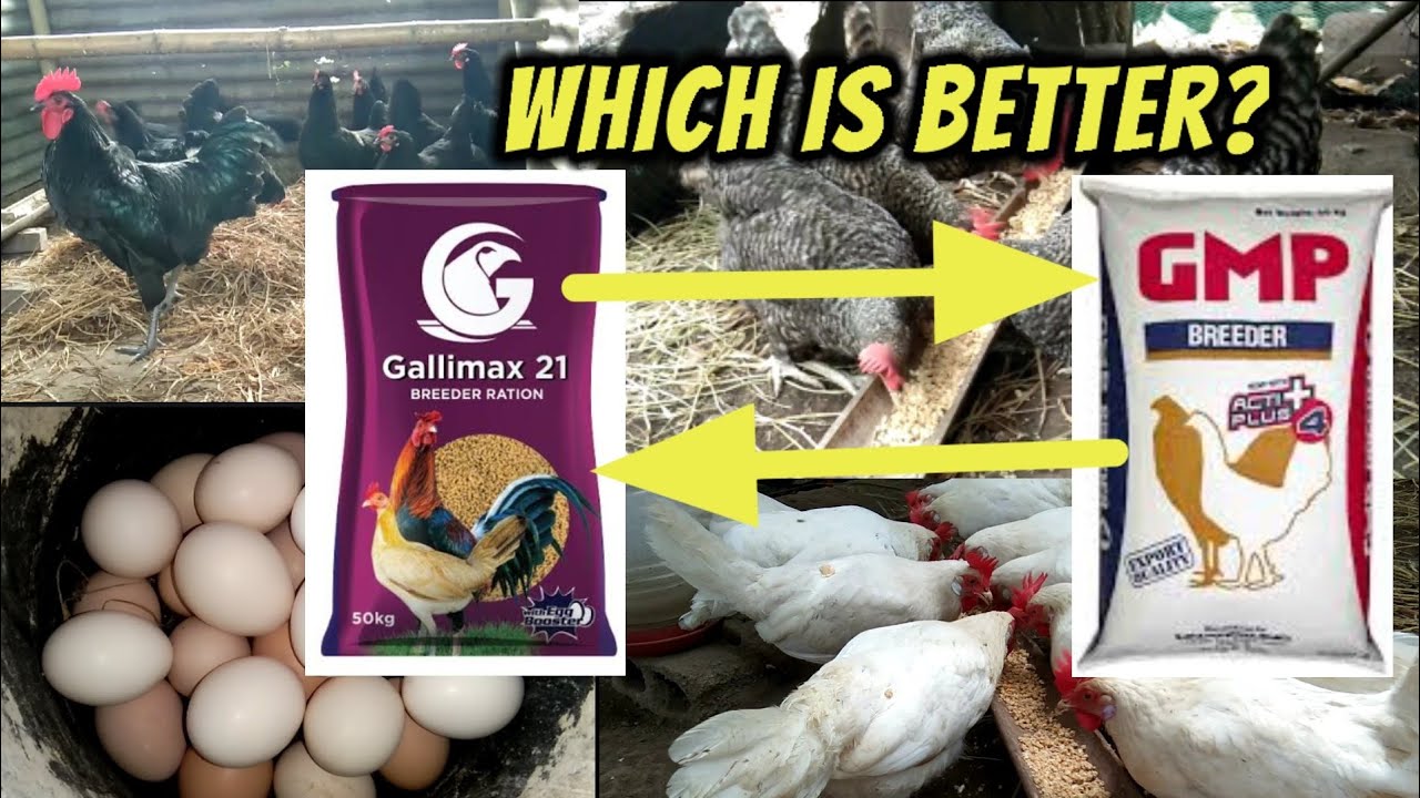 BREEDER PELLETS: Gallimax 21 or GMP 4 | Which breeder feed is best ...