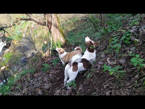 Fino Köpekleri Ağacın Altında Avını Bekliyor #kediler #köpek #köy #doğa #karadeniz #trabzon