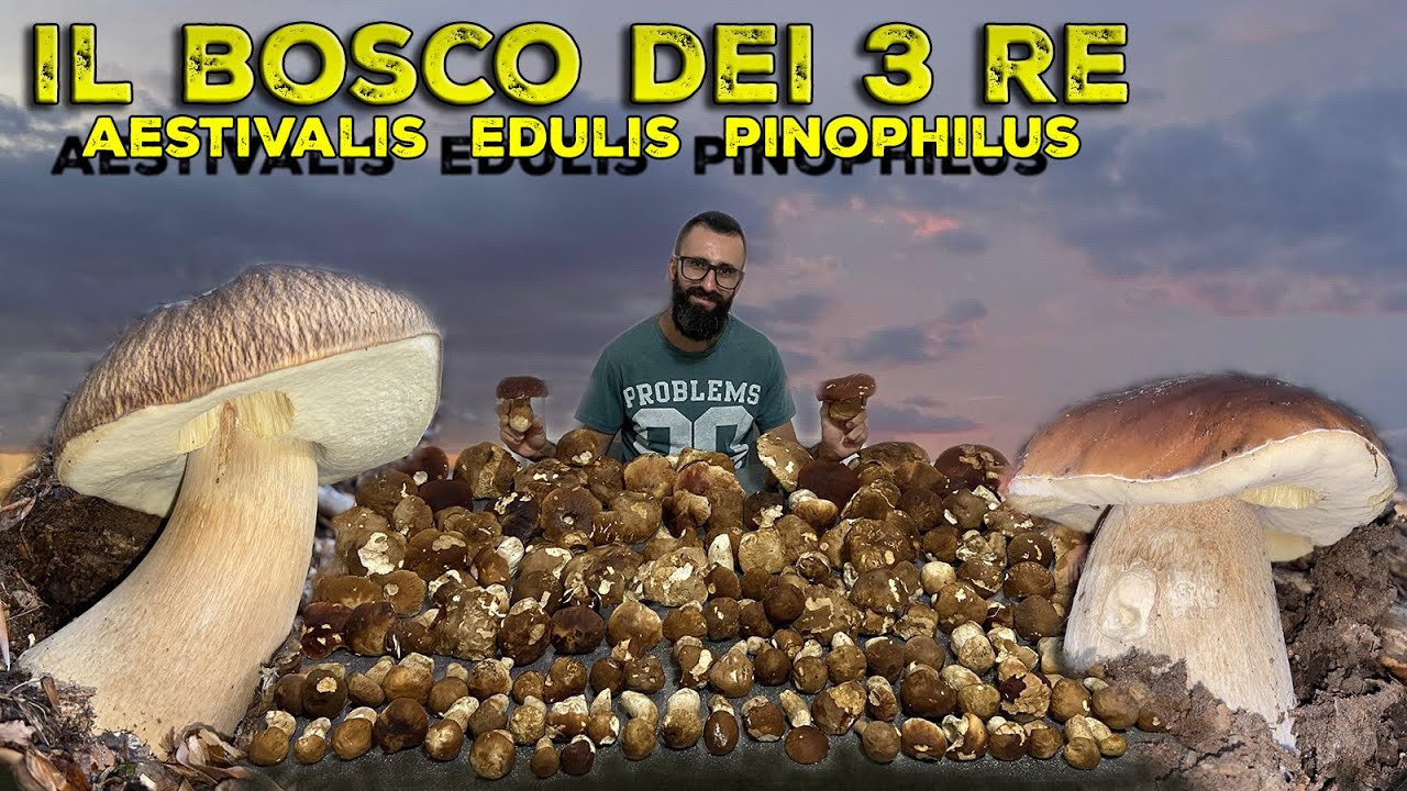 Un giorno con 3 TIPI DI PORCINI ! Aestivalis Edulis Pinophilus - YouTube