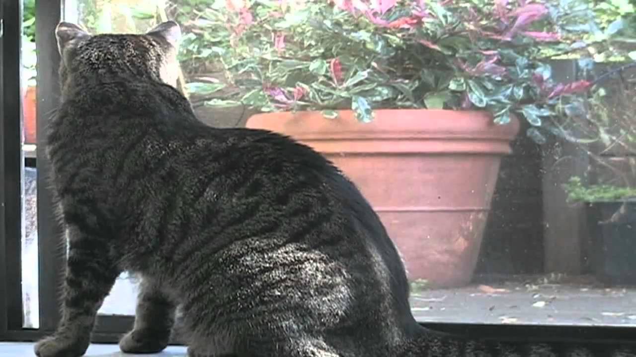 Funny Cat Flirting - YouTube