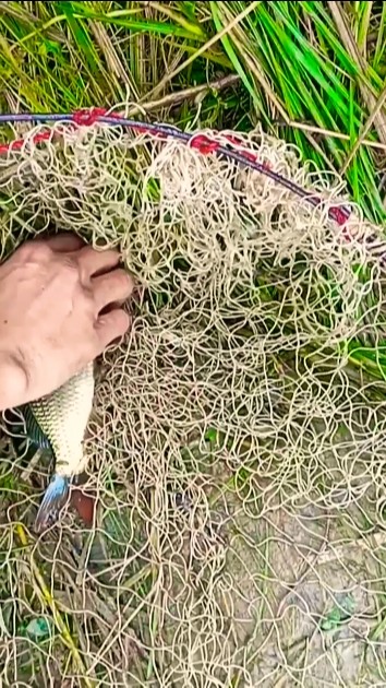 Fishing jaal video 🥰🐠 #fishngsport #ternding - YouTube